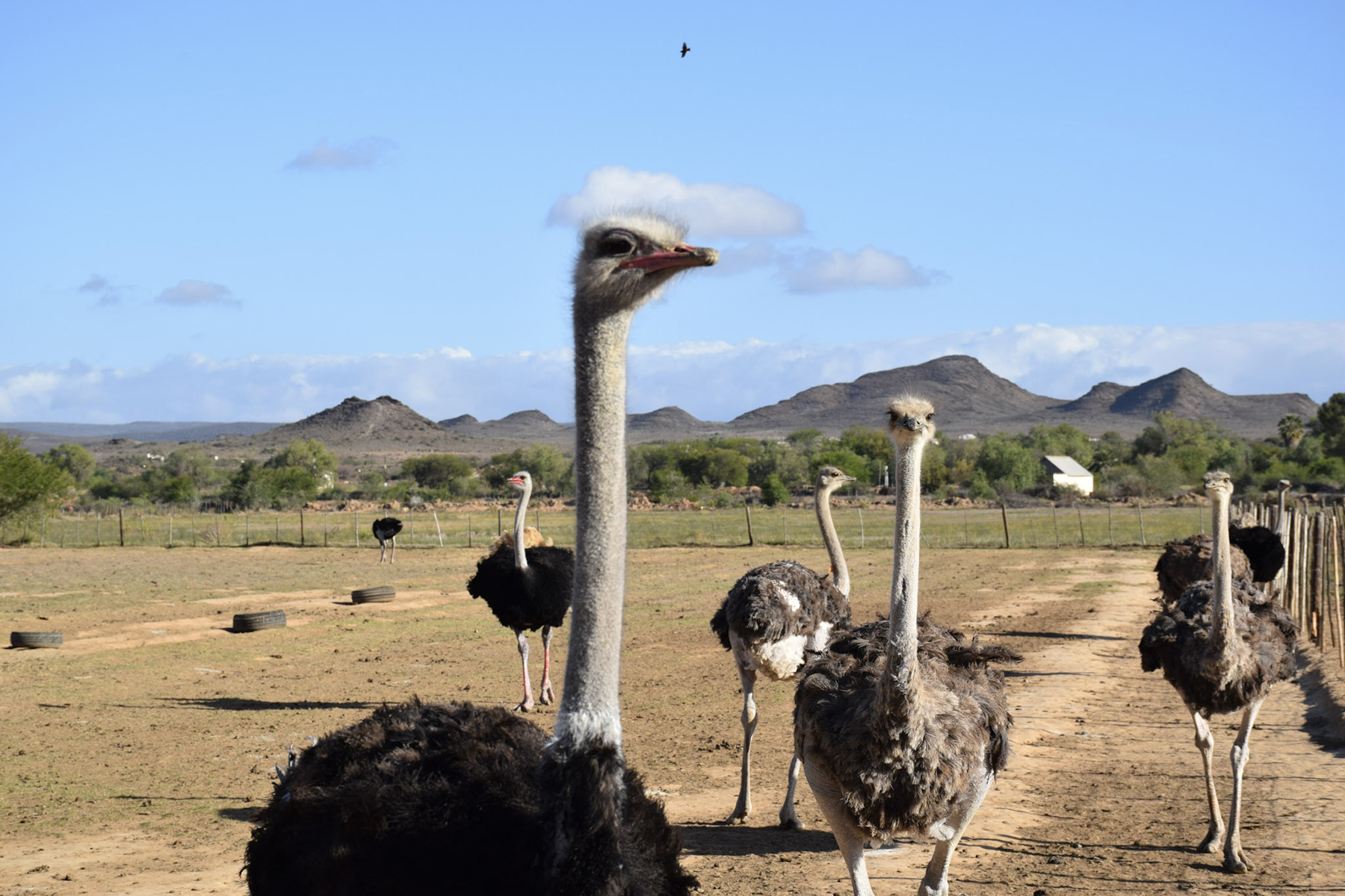 Hanging out with Ostriches - World Trek Family